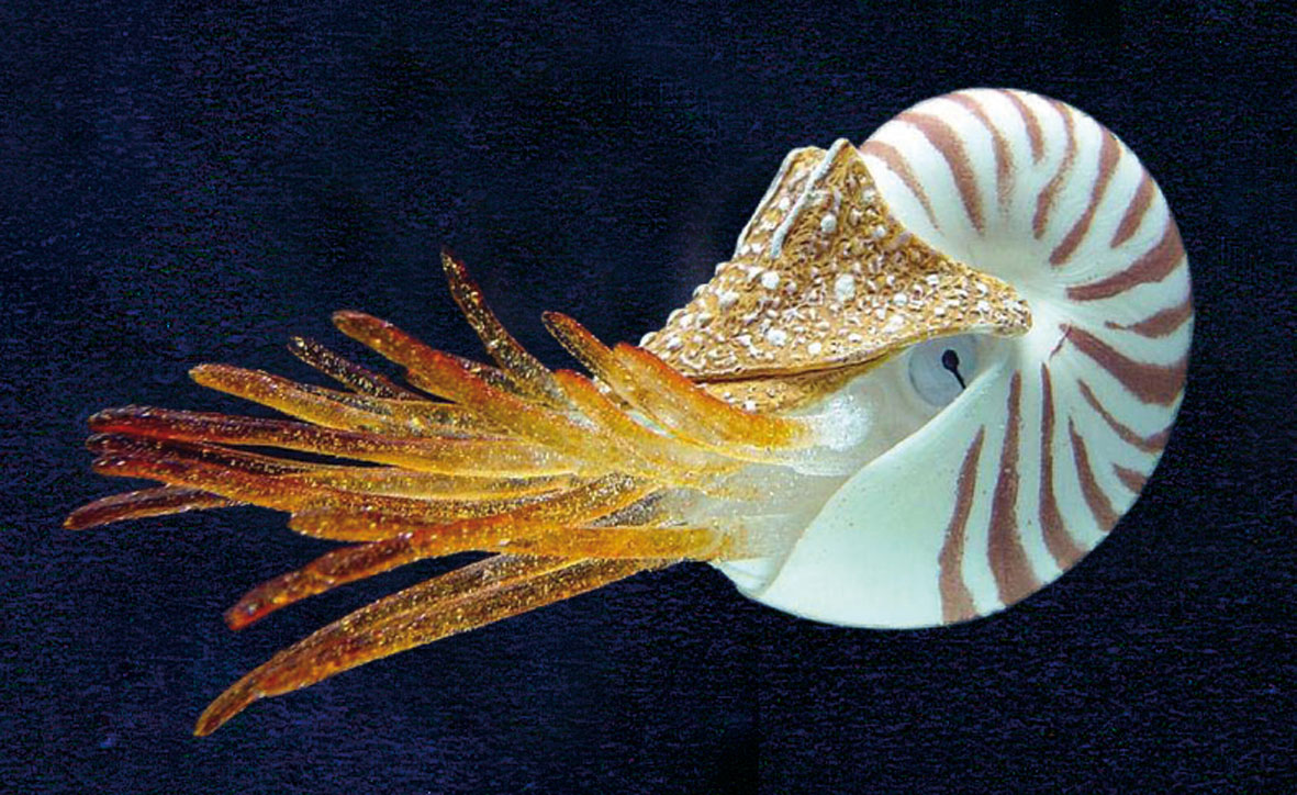 Amazonas Floating Nautilus