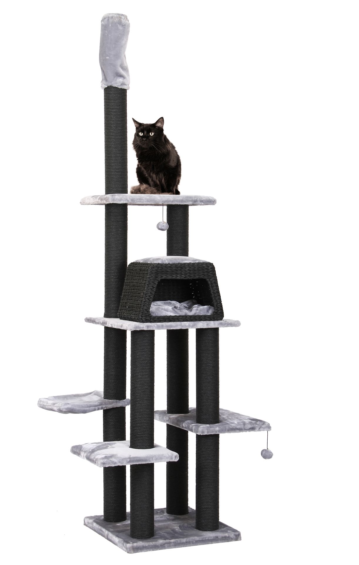 Chats | Aliments, fournitures et accessoires pour chats